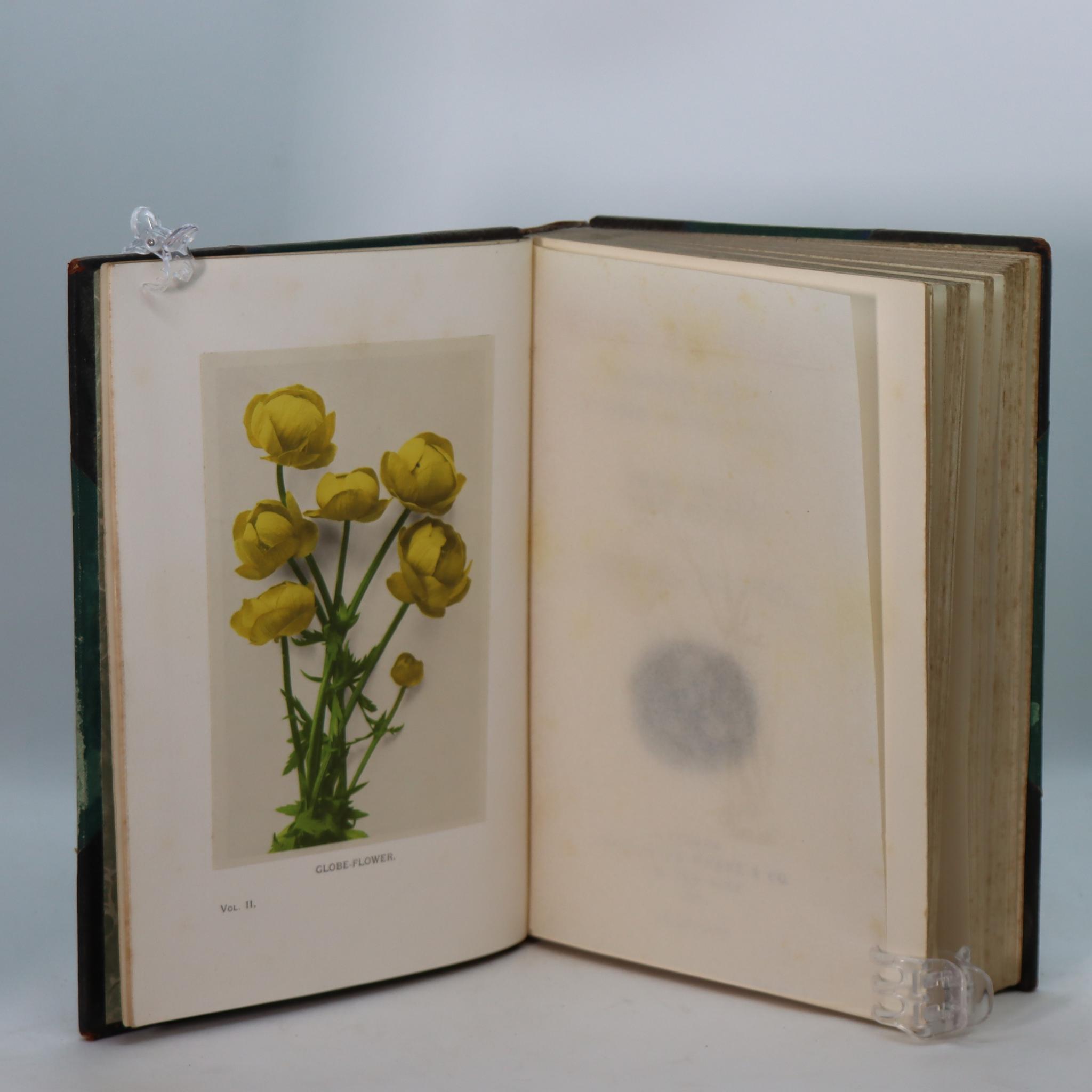 Wild Flowers Month by Month. Volume I & II. - Frost Books and Artifacts ...